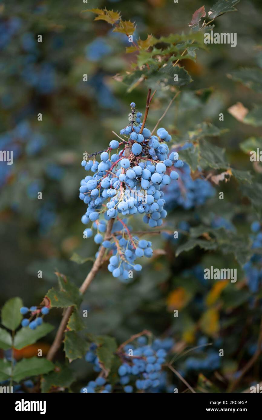 A branch of an ornamental shrub holly mahonia with ripe blue berries ...