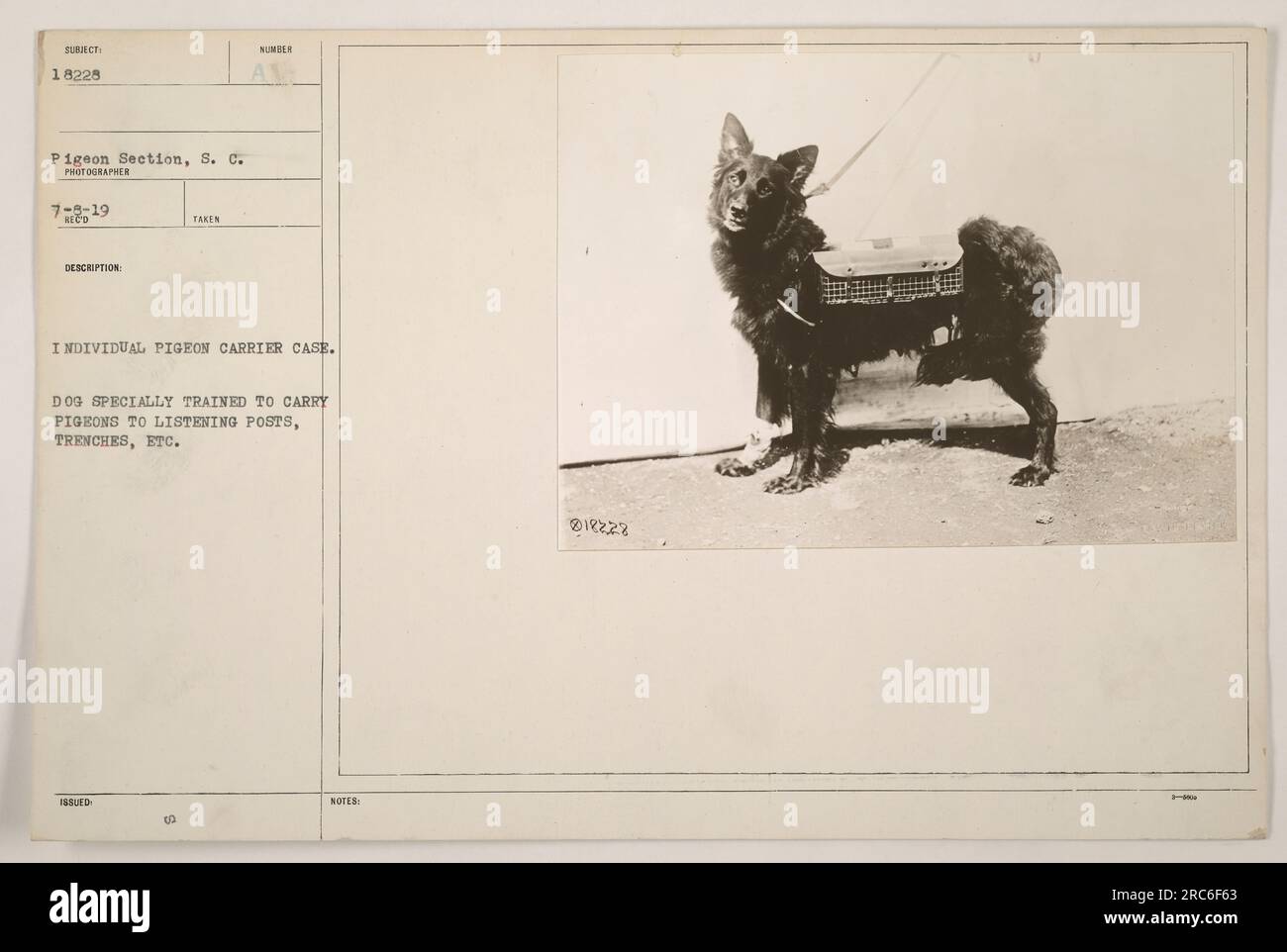 A soldier opens an individual pigeon carrier case in the Pigeon Section ...