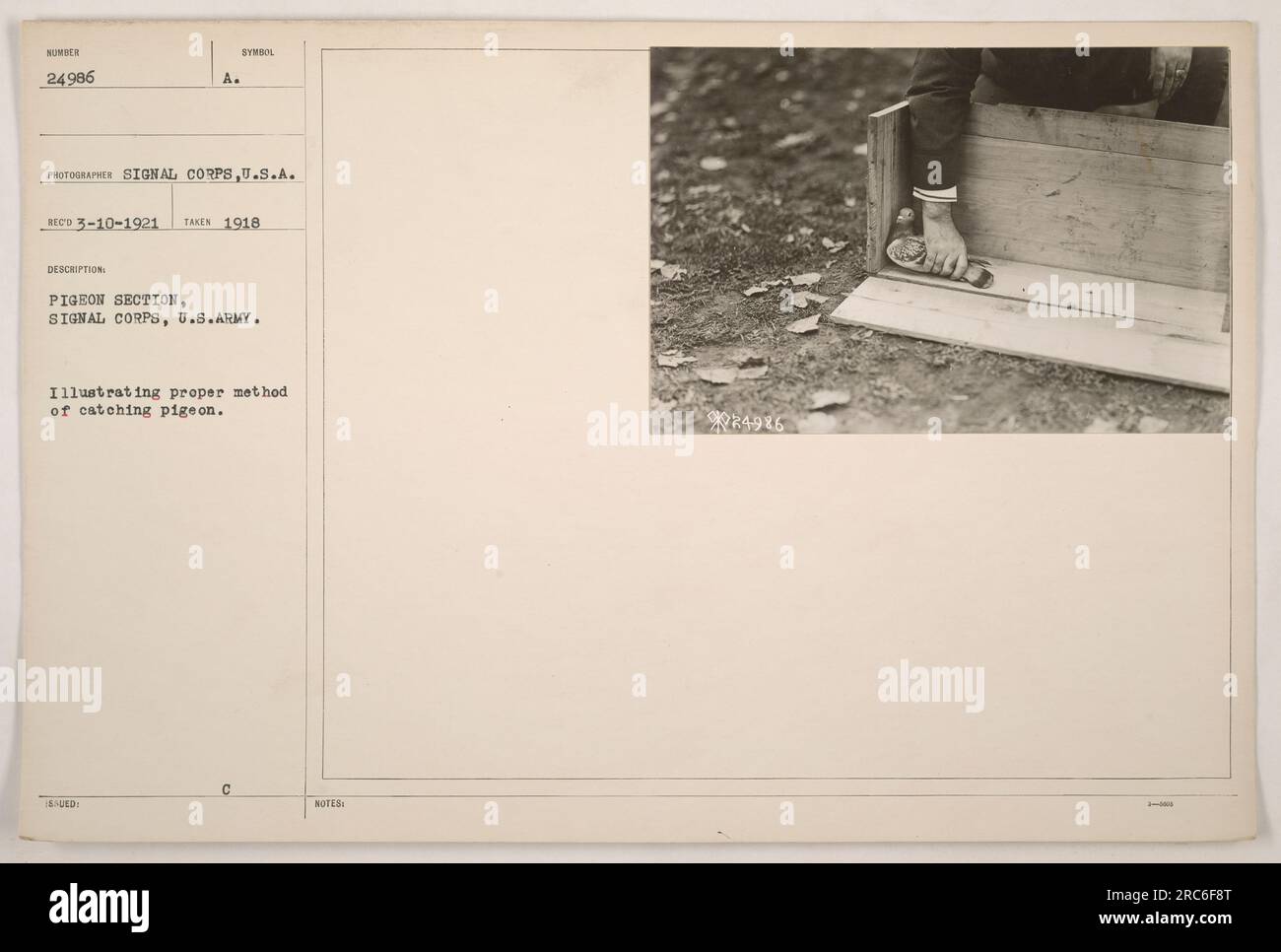 Soldier demonstrating the proper method of catching a pigeon in the ...