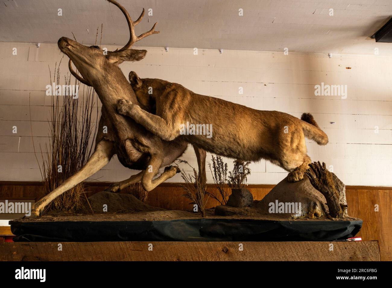 Adel oregon hi-res stock photography and images - Alamy