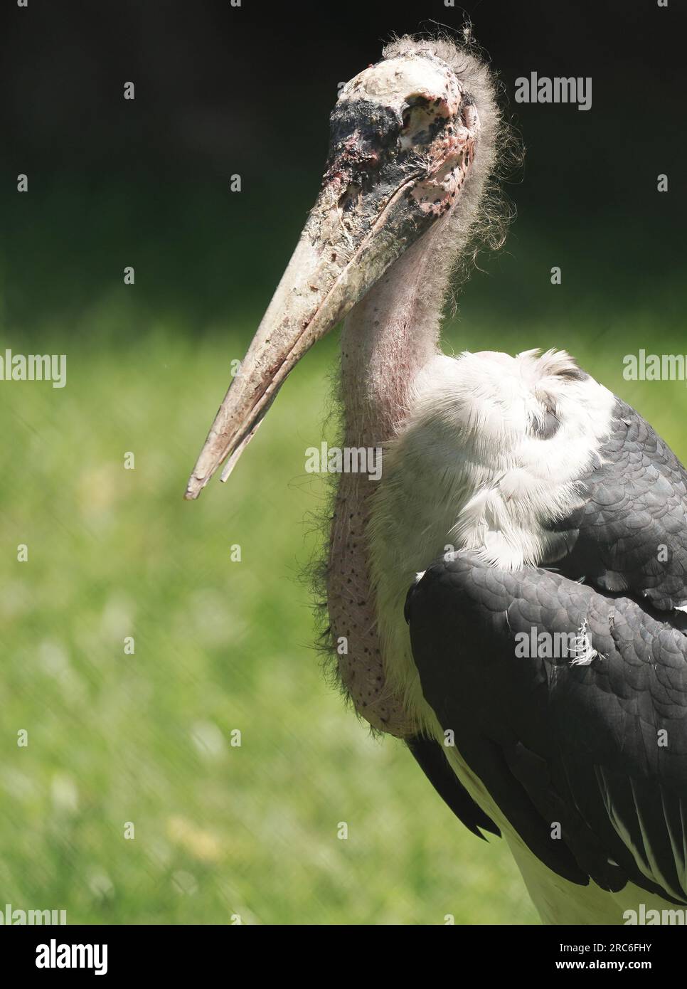 Marabou stork in a zoo Stock Photo - Alamy