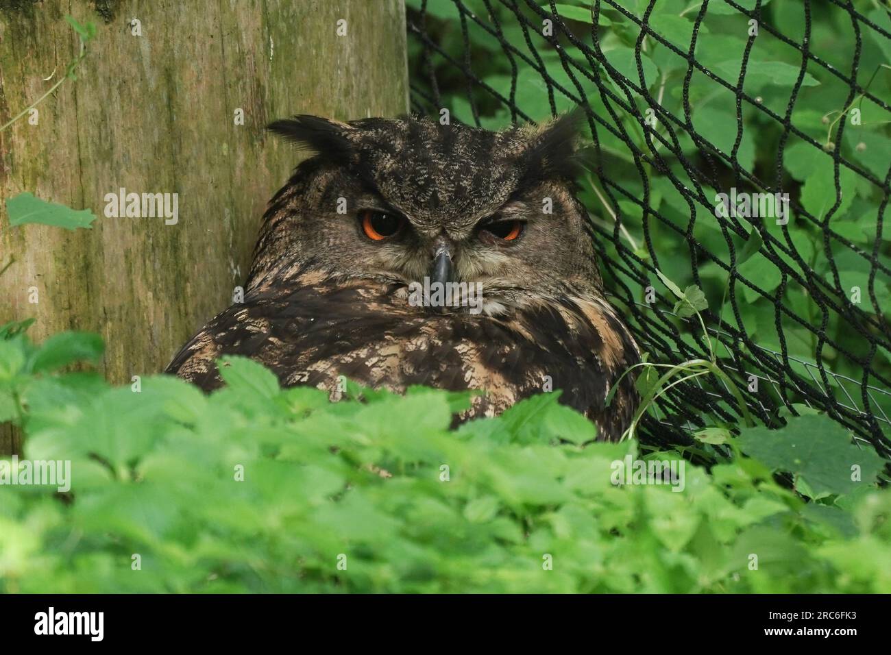 Eurasian Eagle-owl lying down in foliage Stock Photo - Alamy