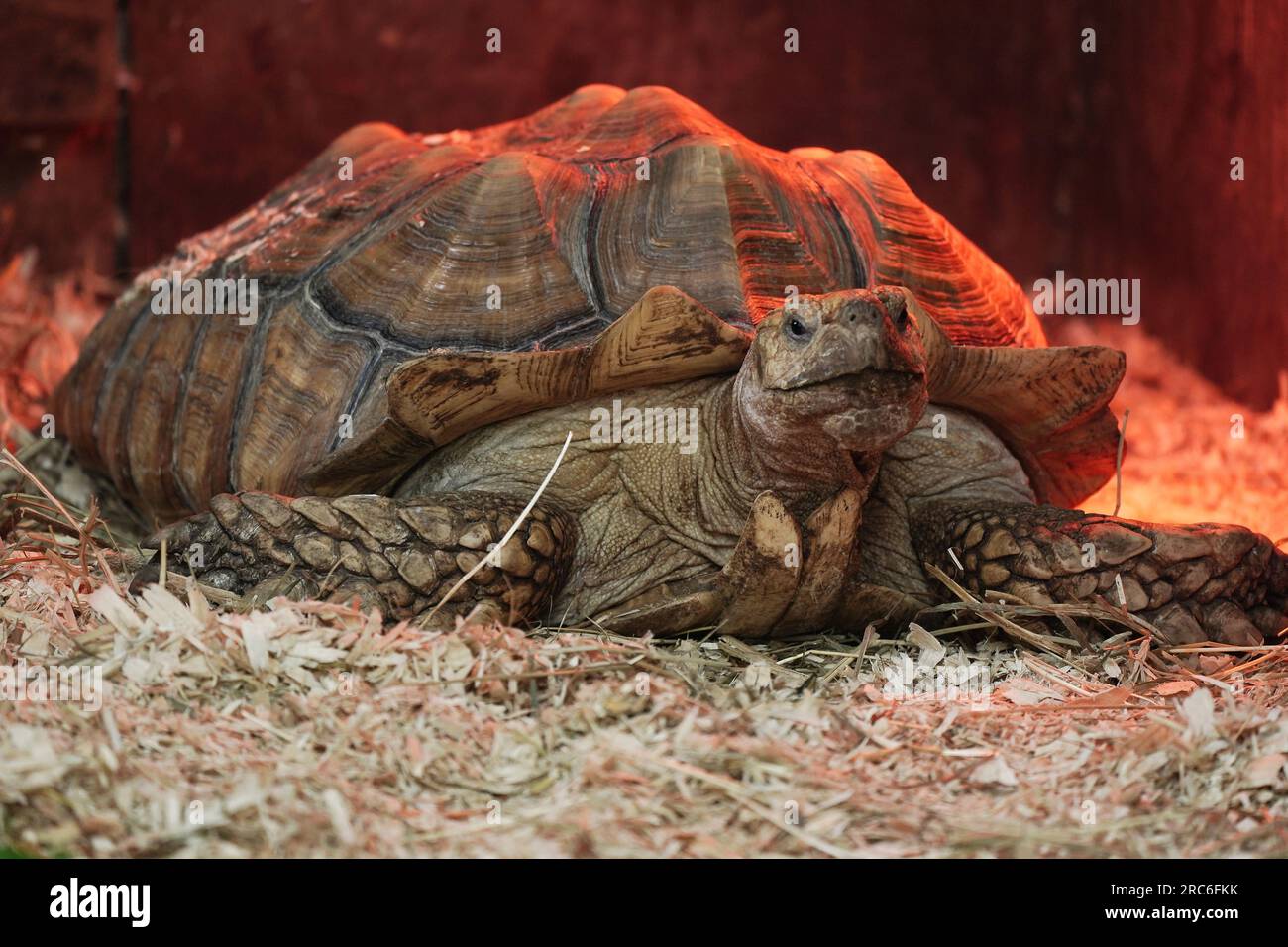 Underneath turtle hi-res stock photography and images - Alamy