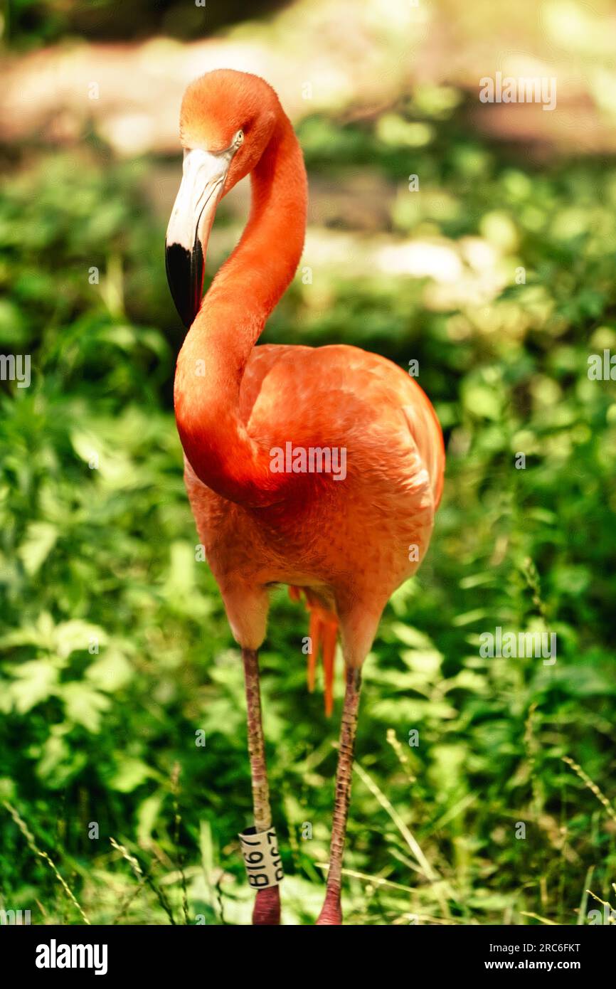Flamingo in a zoo Stock Photo - Alamy