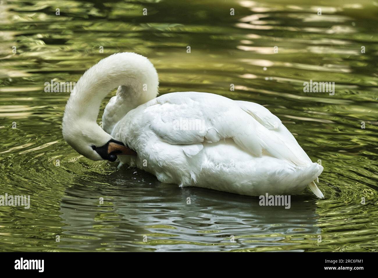 White swan captivity hi-res stock photography and images - Alamy