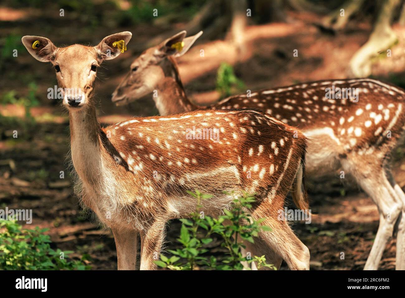 Deer zoo animals hi-res stock photography and images - Alamy