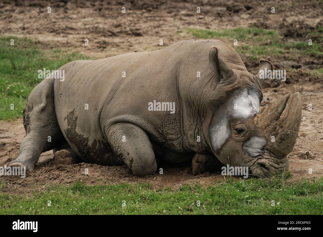 Rhinoceros laying down in a puddle of mud Stock Photo - Alamy
