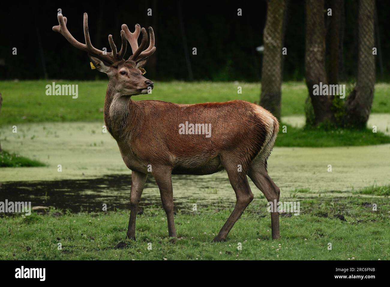Red deer in zoo hi-res stock photography and images - Alamy