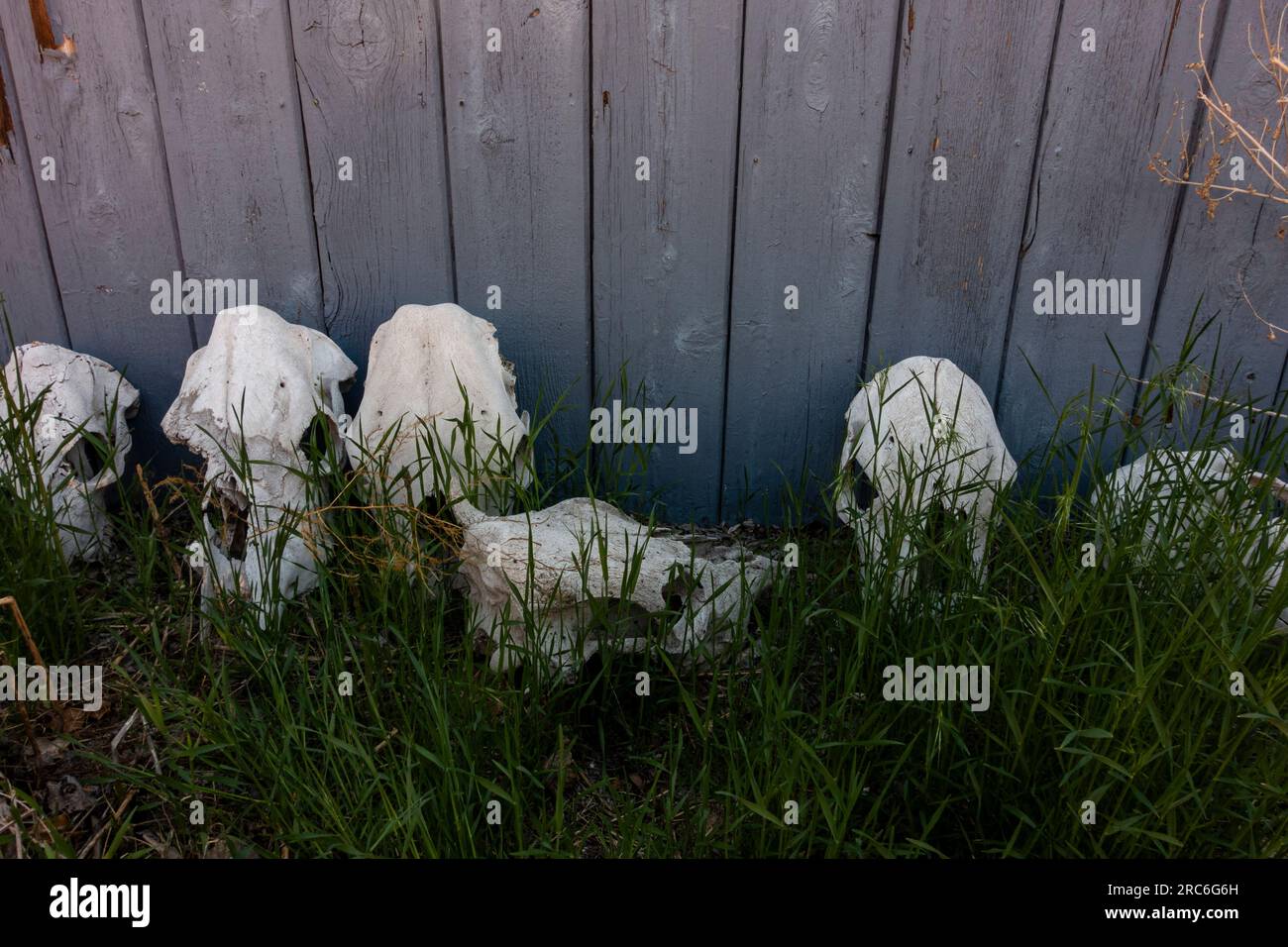 A row of horse and cow skulls along the wall of the Plush General Store ...