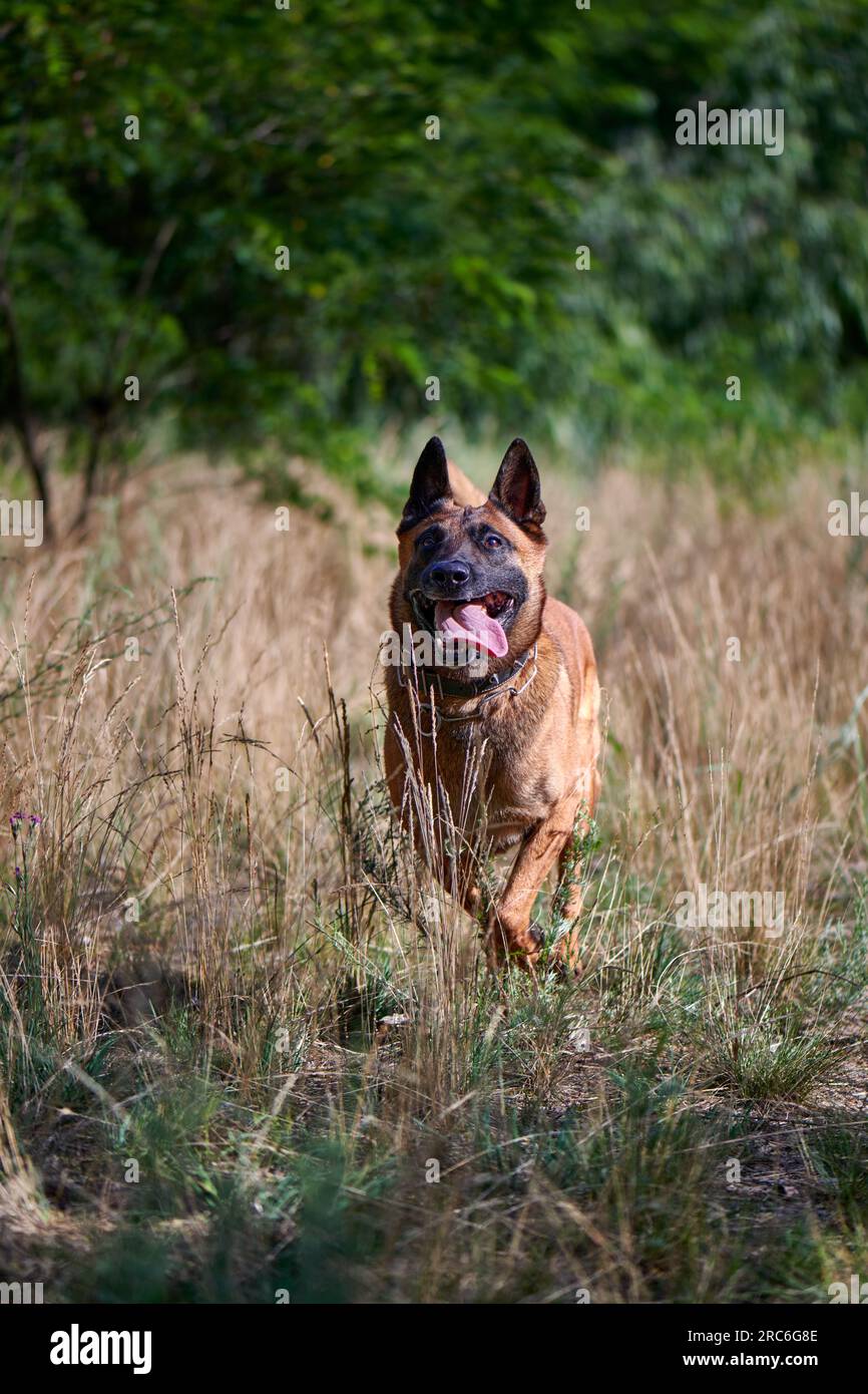 Diligent shepherd hi-res stock photography and images - Alamy