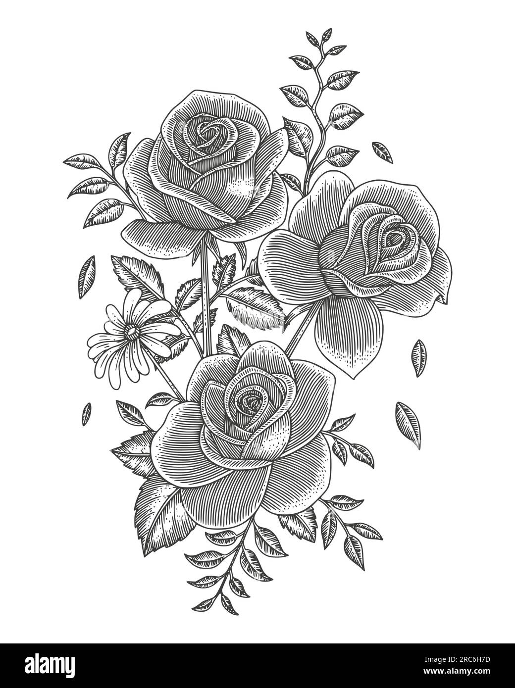 roses hand drawing vintage engraving style Stock Vector Image & Art - Alamy