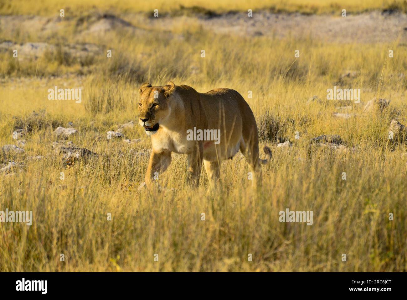 Batia waterhole hi-res stock photography and images - Alamy