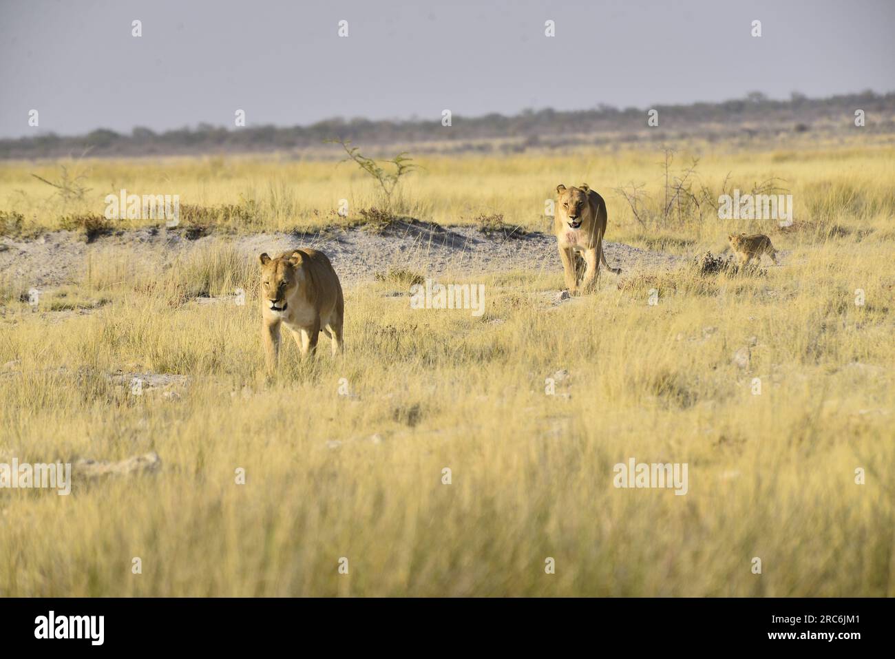 Batia waterhole hi-res stock photography and images - Alamy