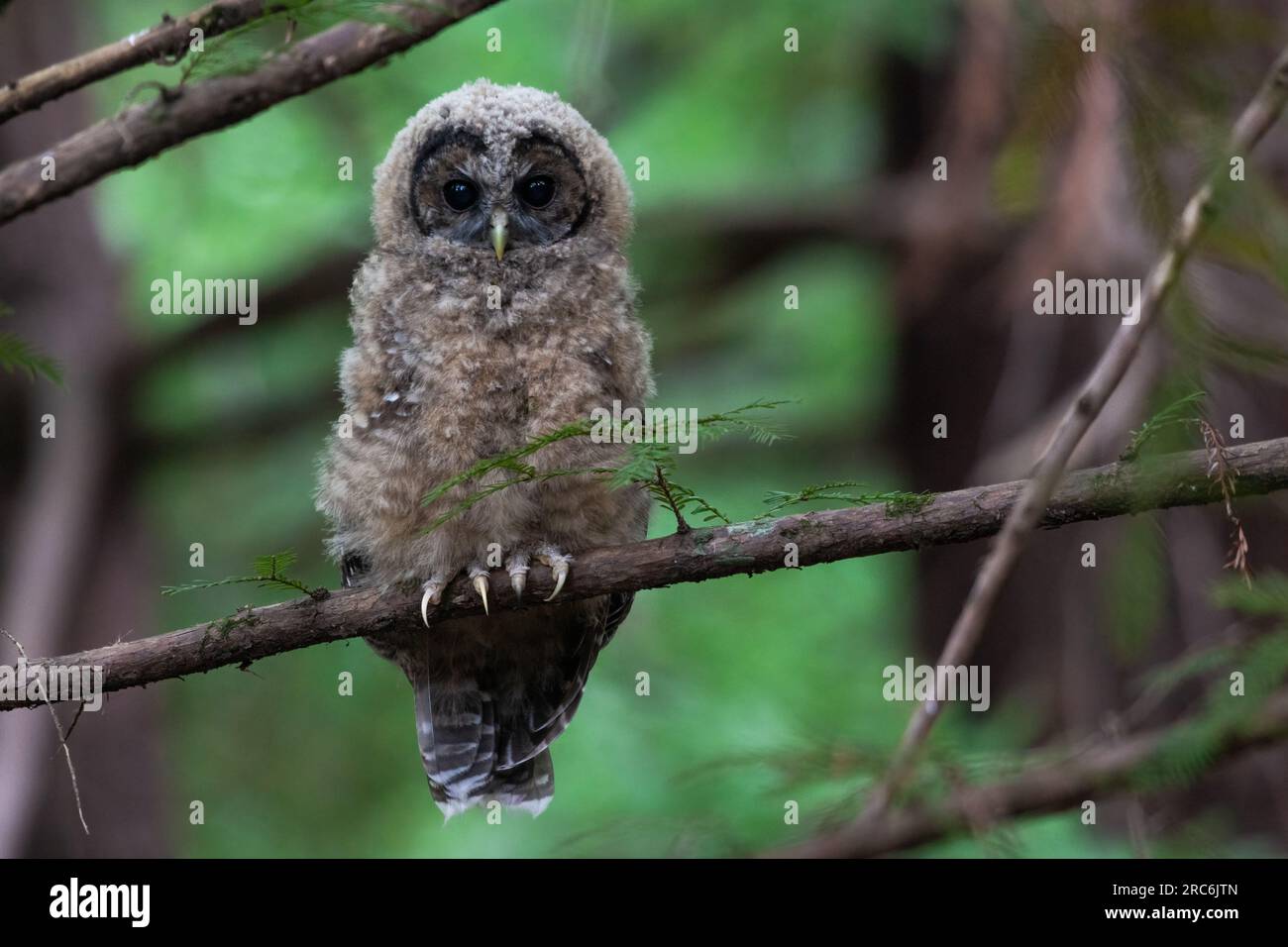 Forest bird species hi-res stock photography and images - Alamy