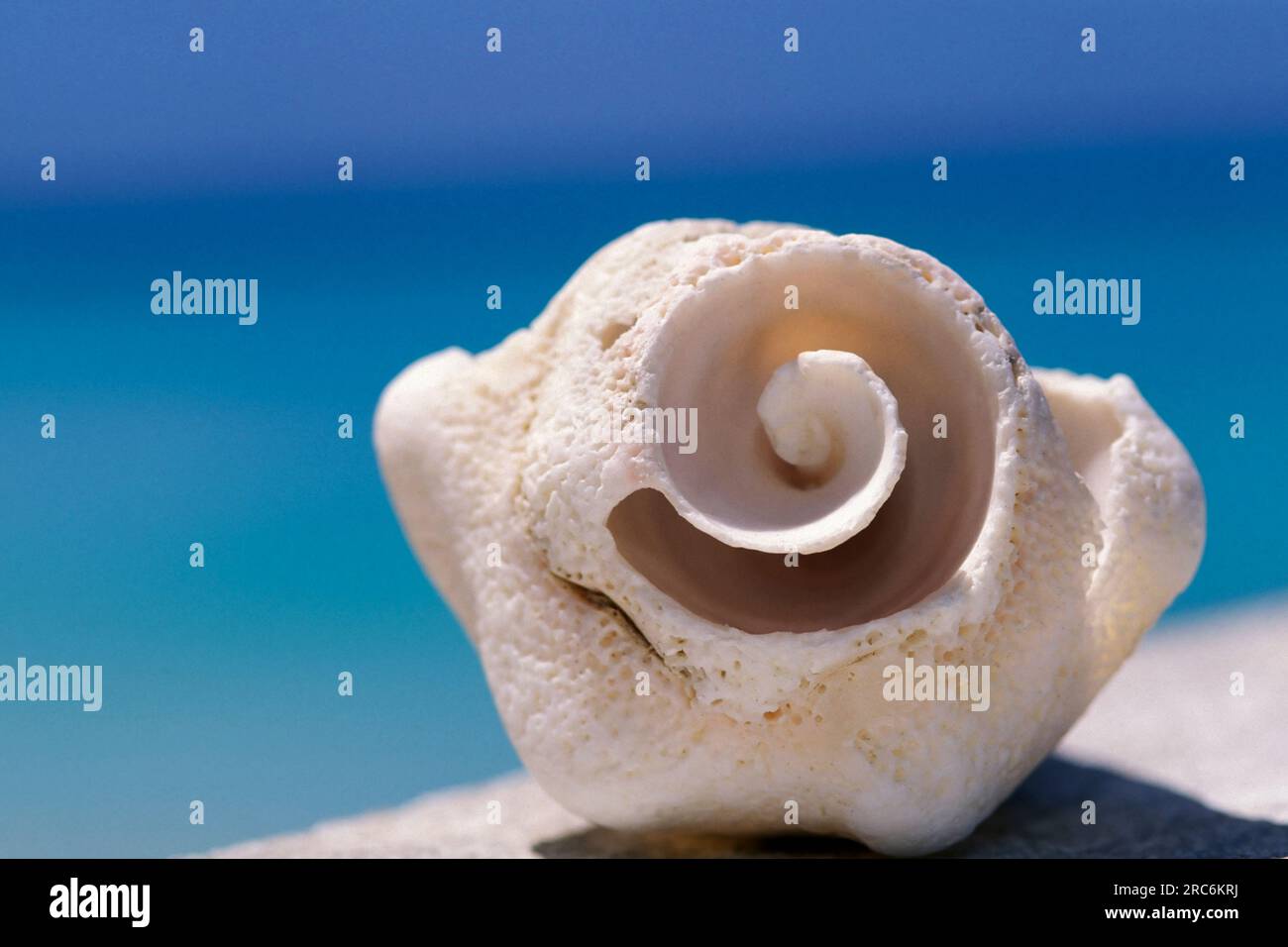 Antigua, Spiral shell Stock Photo - Alamy