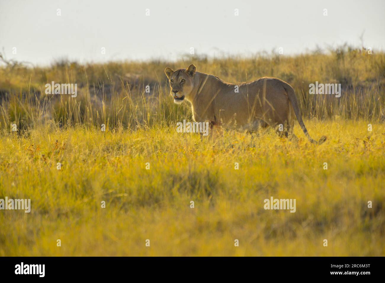Batia waterhole hi-res stock photography and images - Alamy