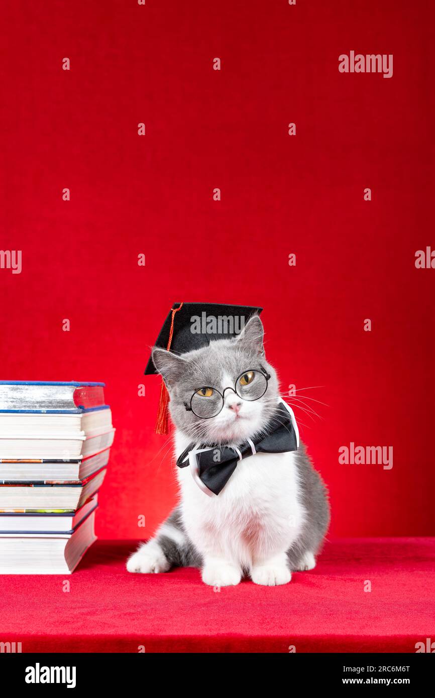 a cute british shorthair cat dressed as a doctor on red at vertical ...