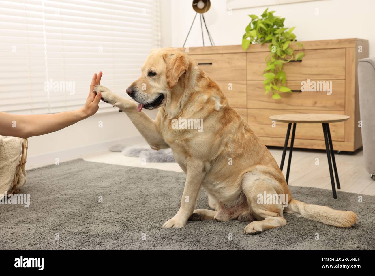 Cute Labrador Retriever dog giving high five to man at home Stock Photo ...