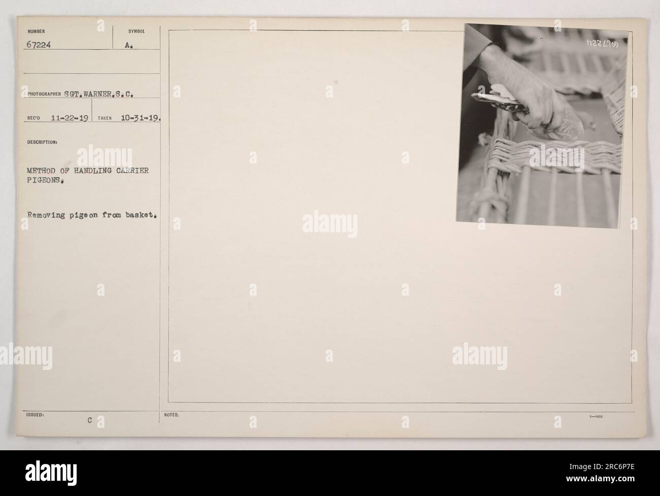 Soldiers carefully remove carrier pigeons from a basket in a methodical ...