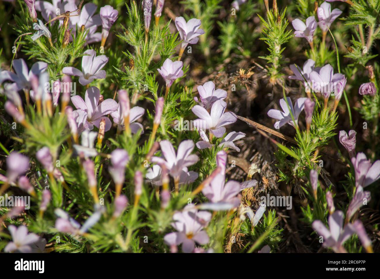 Donnell Vista is a beautiful vista point below Sonora Pass in the ...