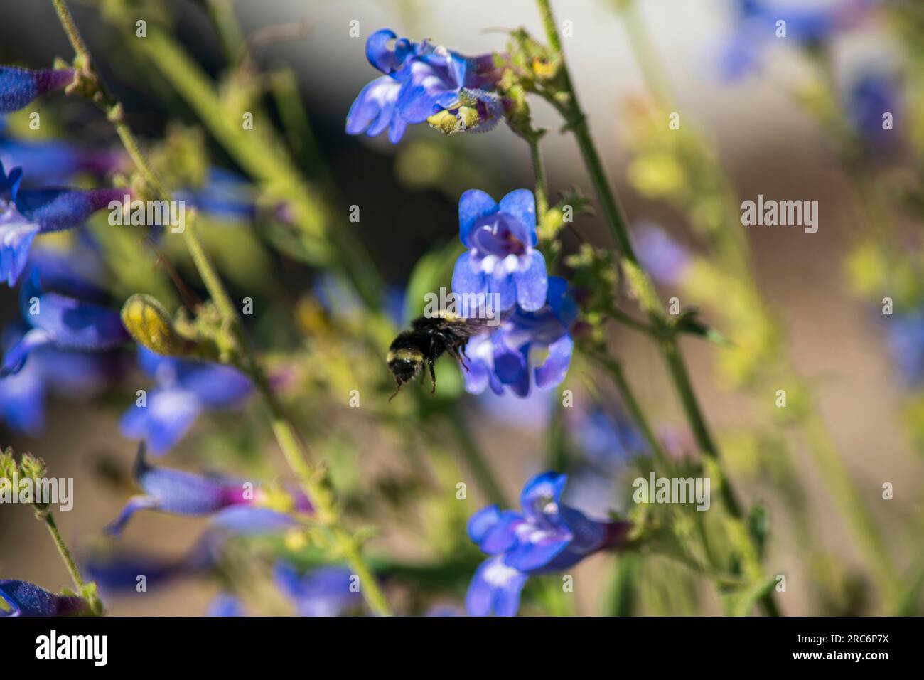Donnell Vista is a beautiful vista point below Sonora Pass in the ...