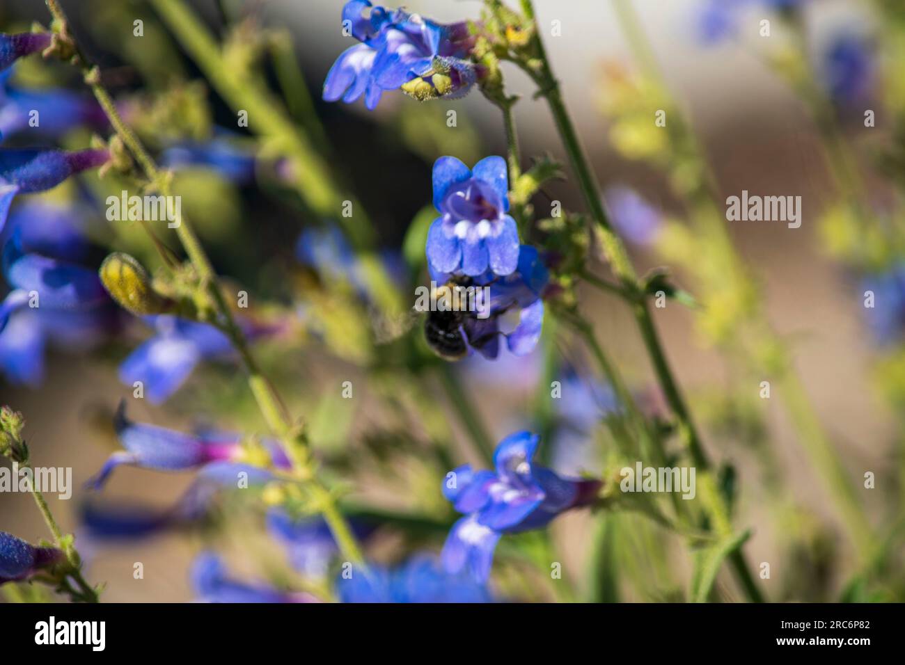 Donnell Vista is a beautiful vista point below Sonora Pass in the ...
