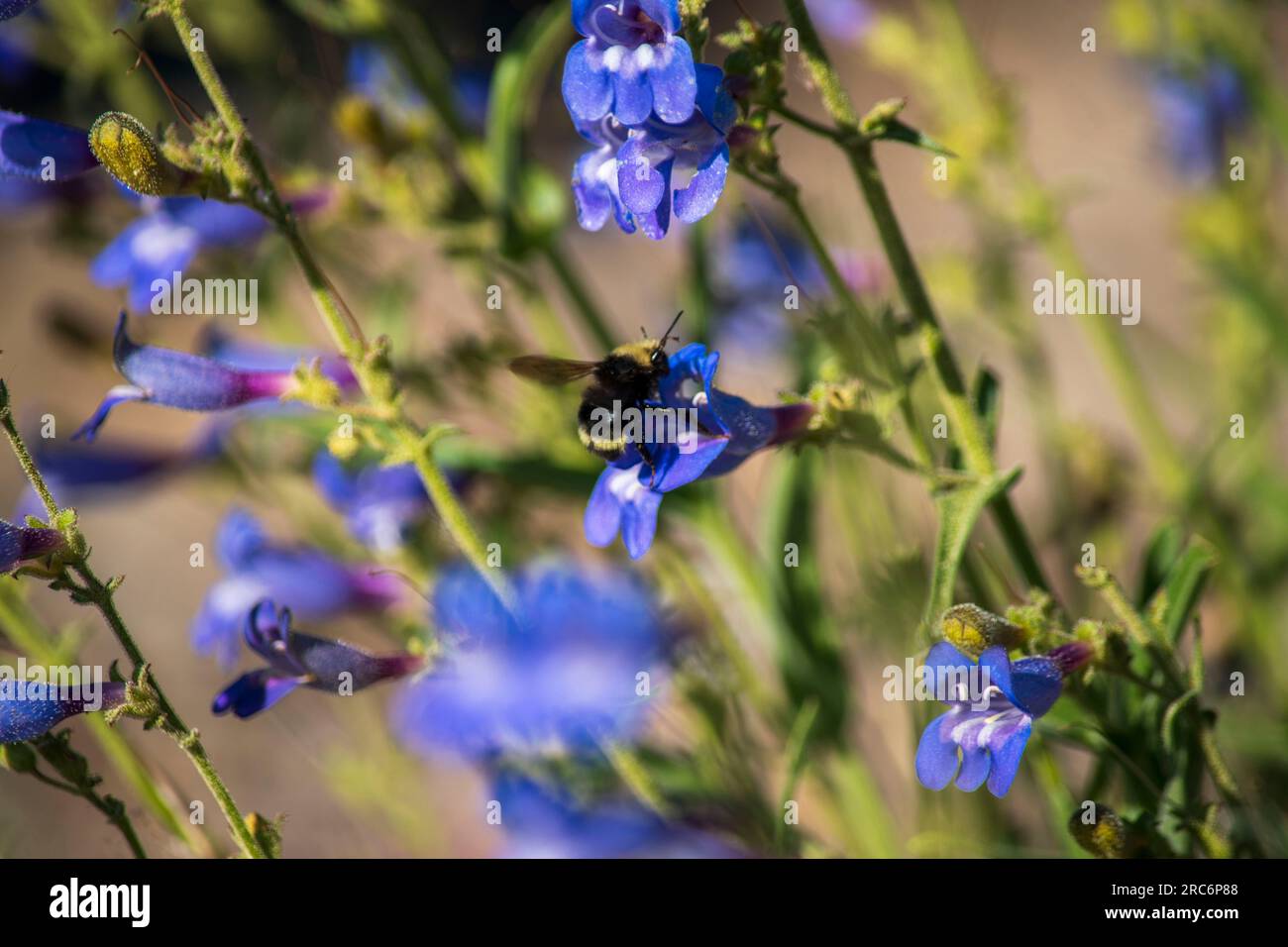 Donnell Vista is a beautiful vista point below Sonora Pass in the ...