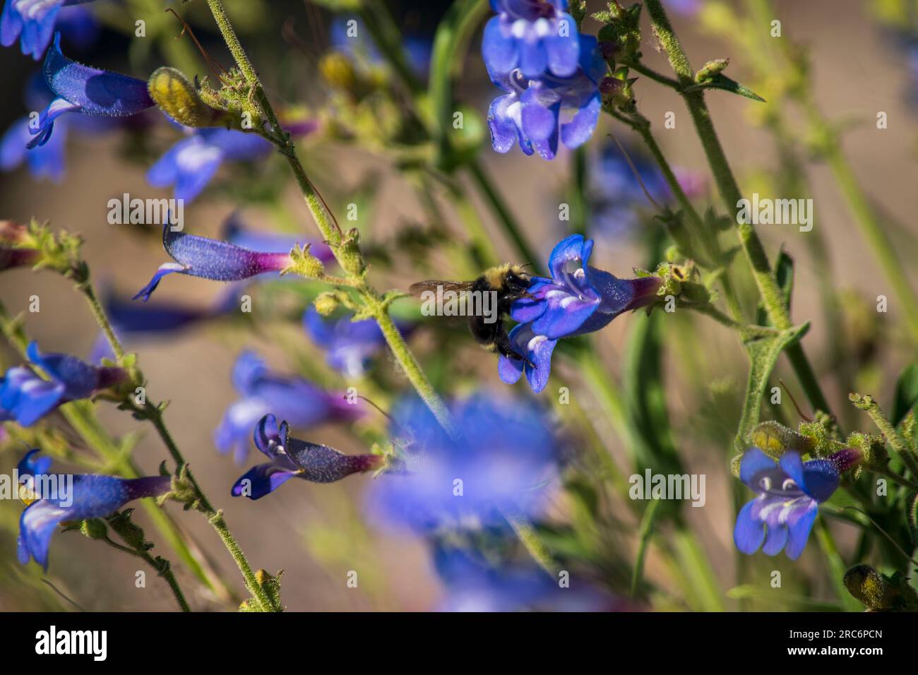 Donnell Vista is a beautiful vista point below Sonora Pass in the ...
