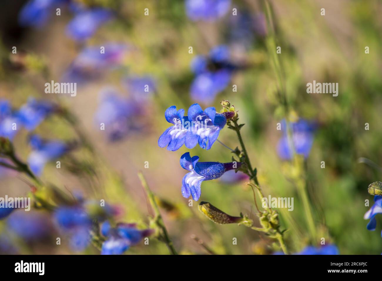 Donnell Vista is a beautiful vista point below Sonora Pass in the ...