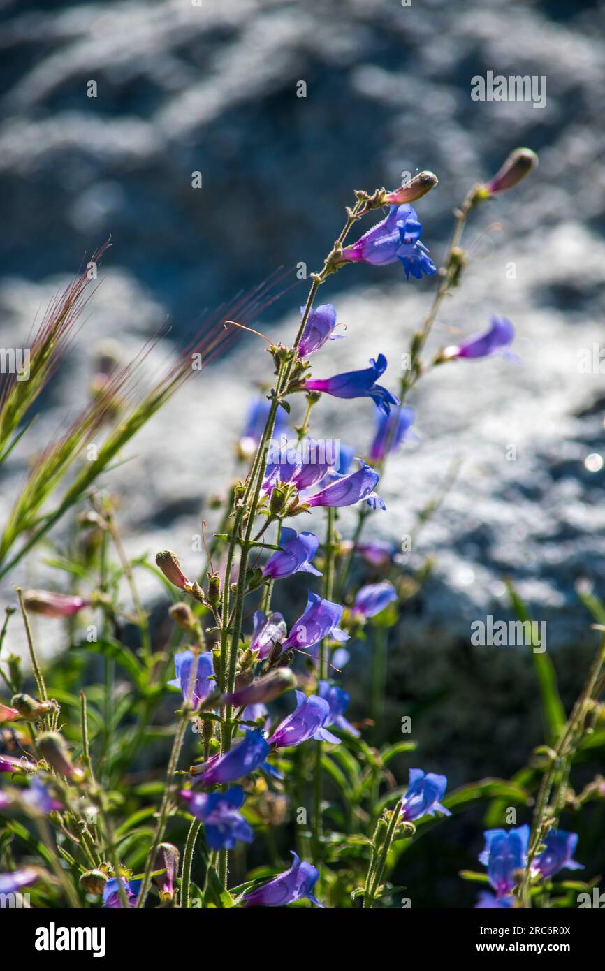 Donnell Vista is a beautiful vista point below Sonora Pass in the ...