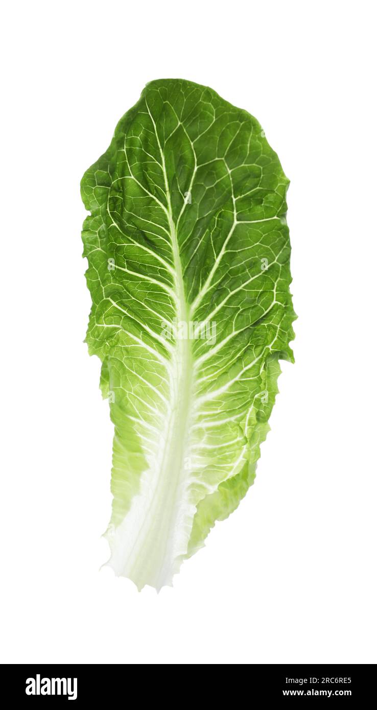 Fresh leaf of green romaine lettuce isolated on white Stock Photo - Alamy
