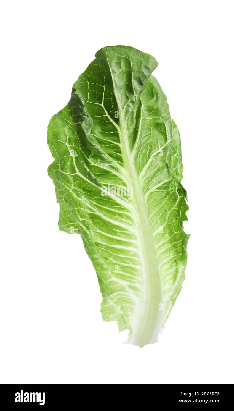 Fresh leaf of green romaine lettuce isolated on white Stock Photo - Alamy