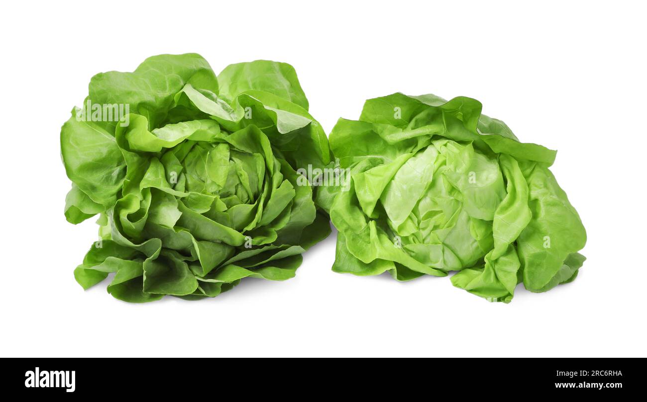 Fresh green butter lettuce heads isolated on white Stock Photo - Alamy