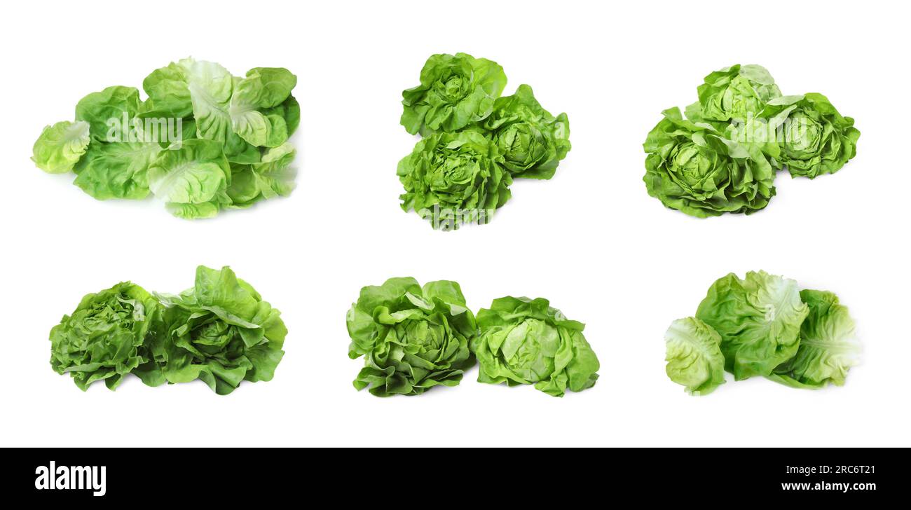 Set of fresh butterhead lettuce on white background, different views ...