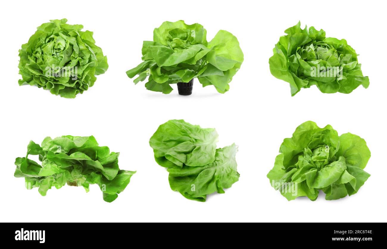 Set of fresh butterhead lettuce on white background, different views ...