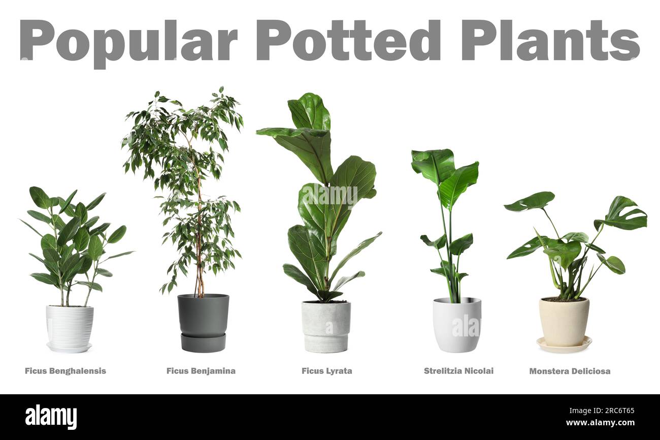 Set of many different popular potted plants with names on white ...