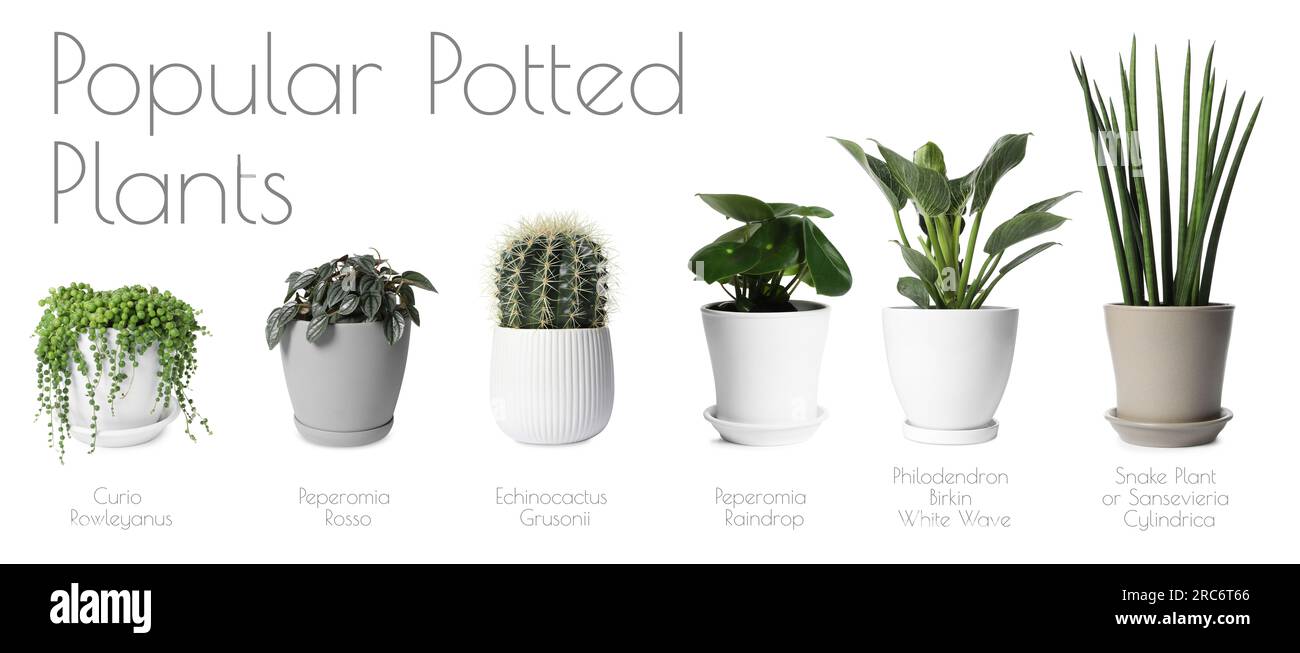 Set of many different popular potted plants with names on white ...