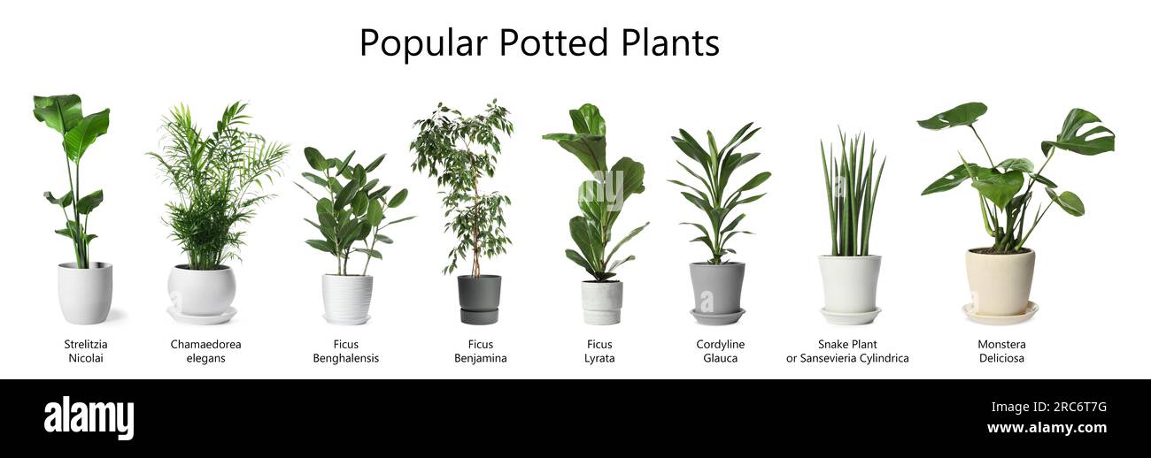 Set of many different popular potted plants with names on white ...