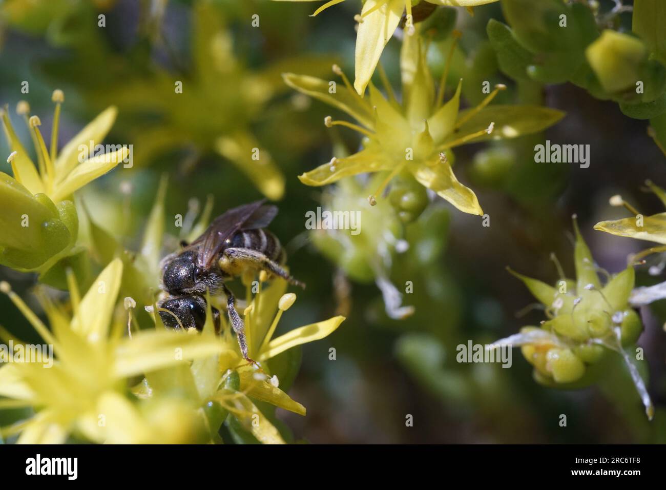 Sweat bee (Halictus ligatus) on mossy stonecrop (Sedum acre Stock Photo - Alamy