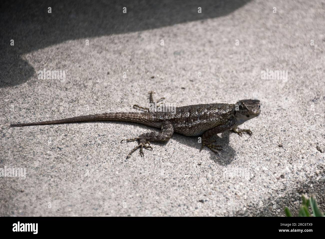Closeup picture of a small cute brown lizard with a long tail crawling ...