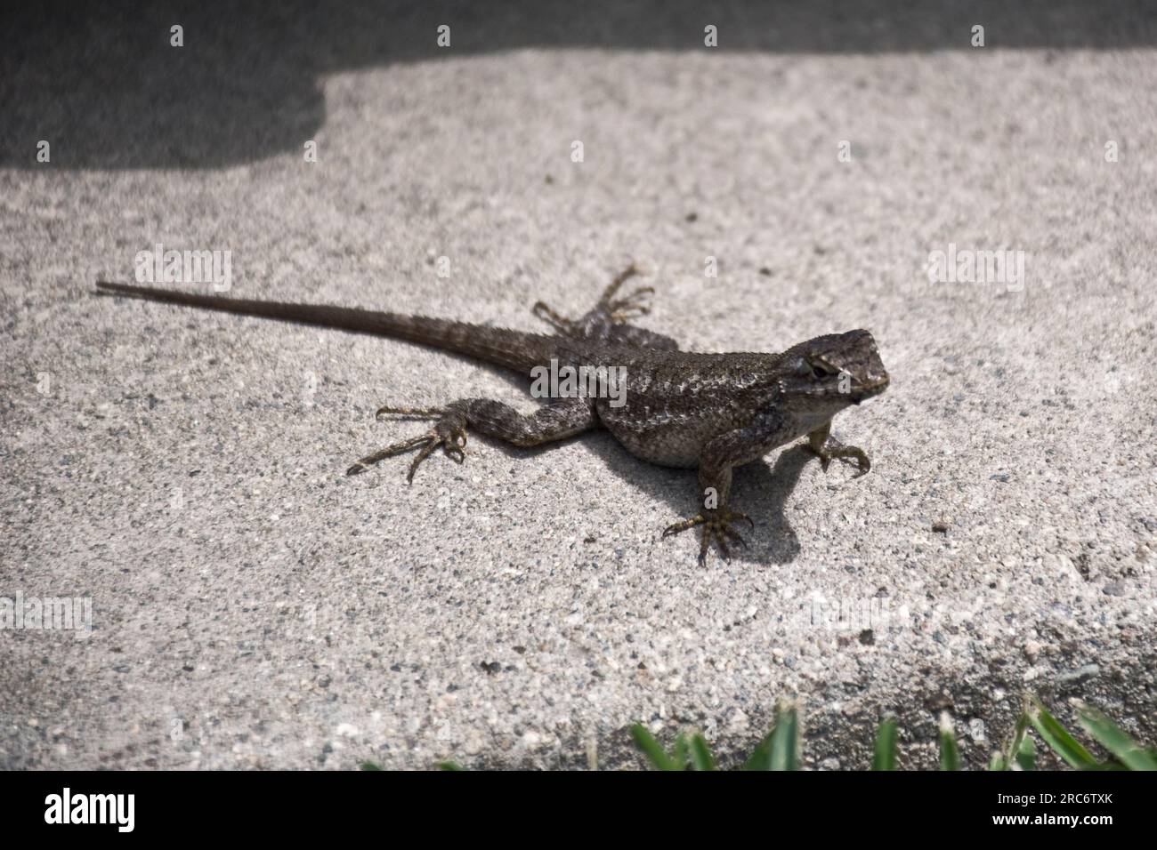 Closeup picture of a small brown lizard crawling on the ground Stock ...