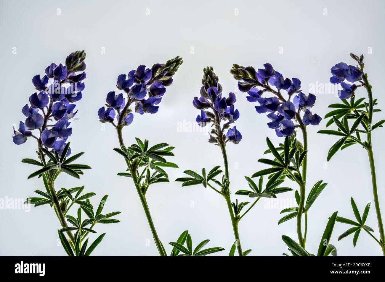 Lupinus Texensis Drawing