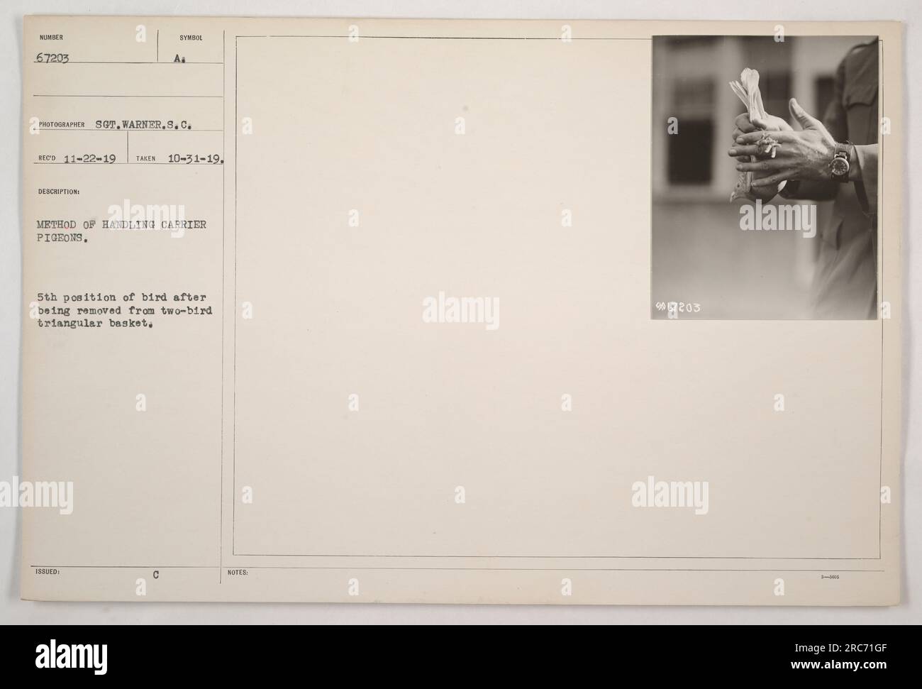 Handling techniques for carrier pigeons hi-res stock photography and ...