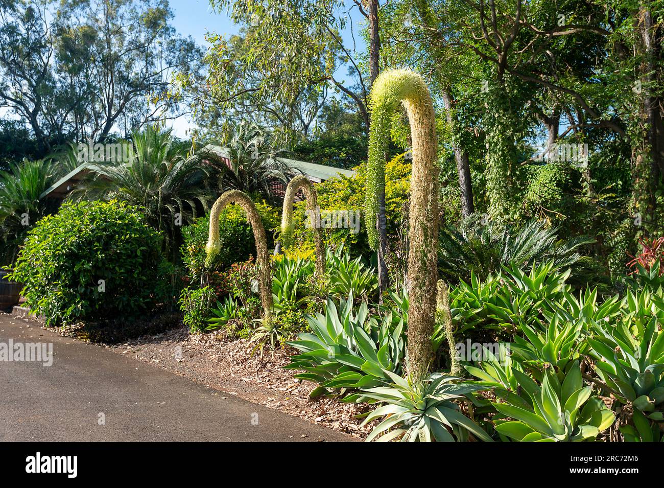 Fox Tail Agave (Agave attenuata) in the gardens of the renowned Mt ...