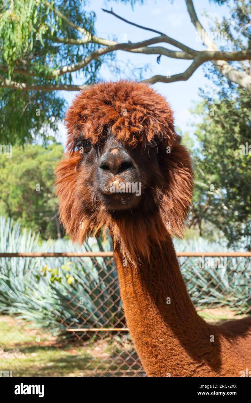 Headshot of a shorn Alpaca with a funny haircut at the renowned Mt ...