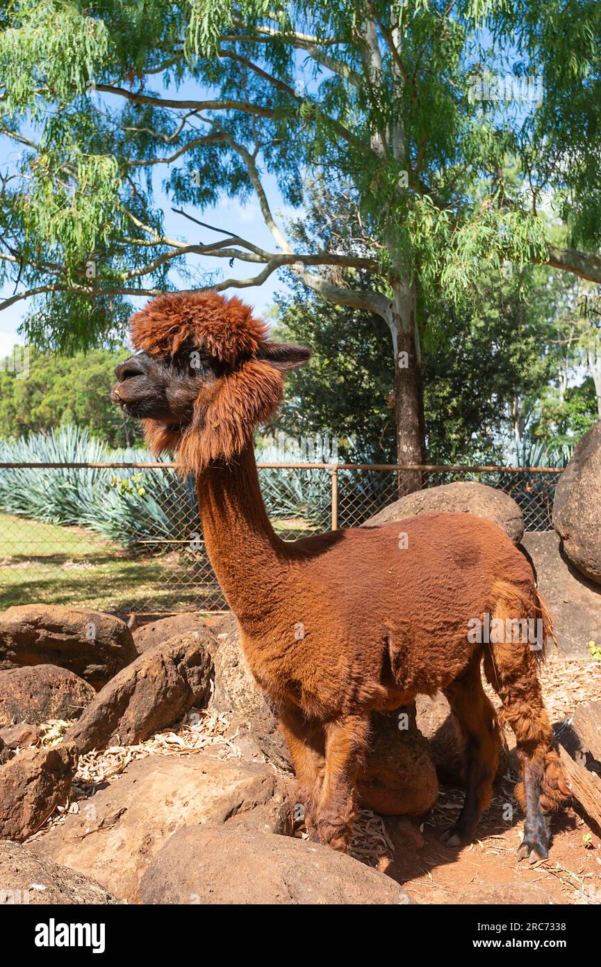 Shorn Alpaca with a funny haircut at the renowned Mt Uncle Distillery ...