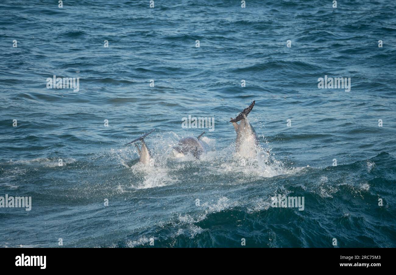 Wild Bottlenose Dolphins swimming, leaping, tails in the air, splashing ...
