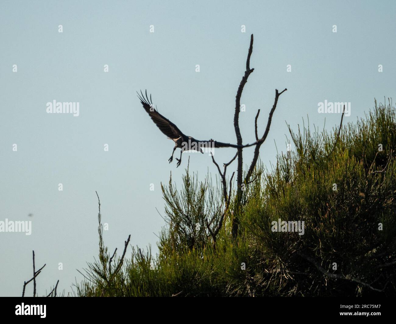 Stretched out in a tree hi-res stock photography and images - Alamy
