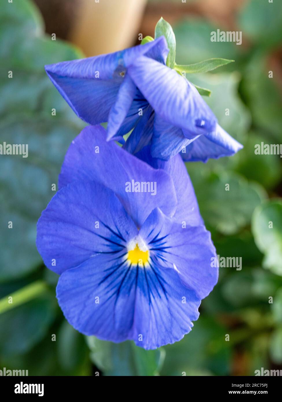 Pale mauve pot hi-res stock photography and images - Alamy