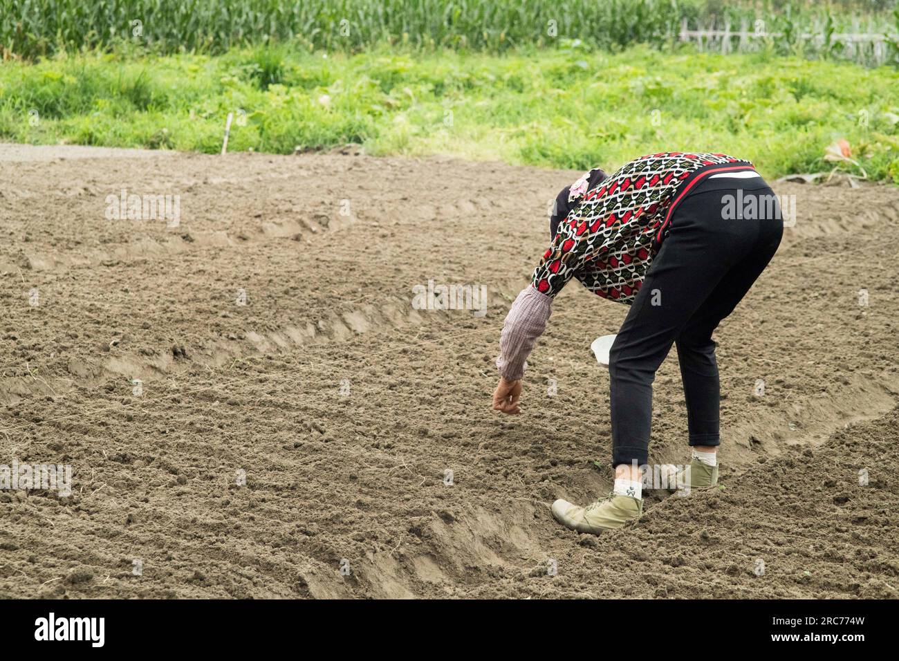 Traditional hand sowing hi-res stock photography and images - Alamy